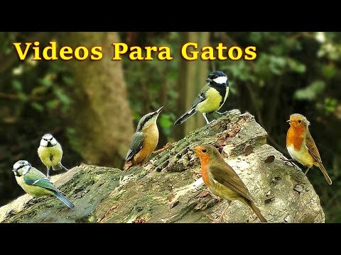 Videos Para Gatos : Pájaros Cantando en el Bosque - 8 Horas