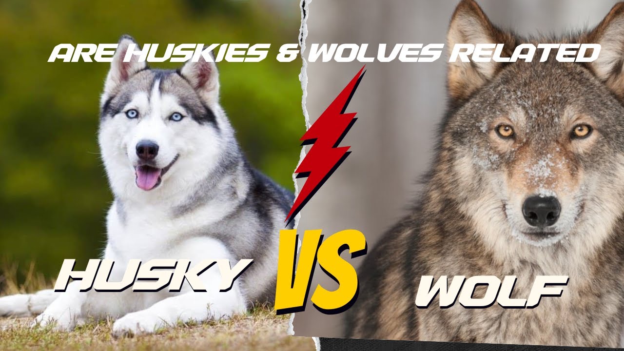 Huskies VS Wolves - YouTube