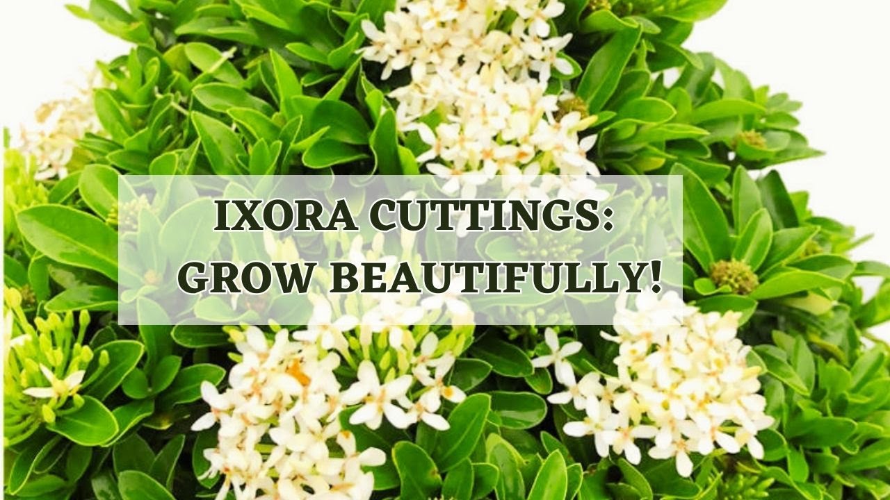 Ixora | Trothic Ixora | Chethi Plant Cuttings Grow Beautifully! - YouTube