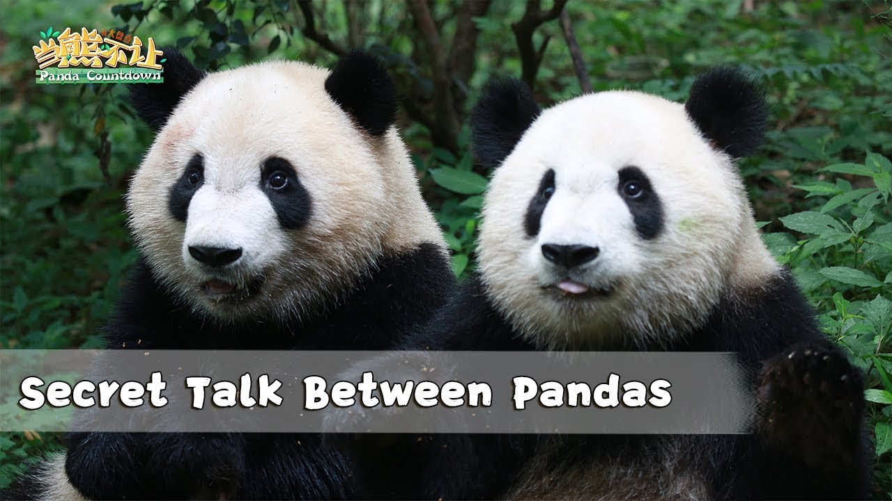 【Panda Countdown】Secret Talk Between Pandas. Guess What They Are ...