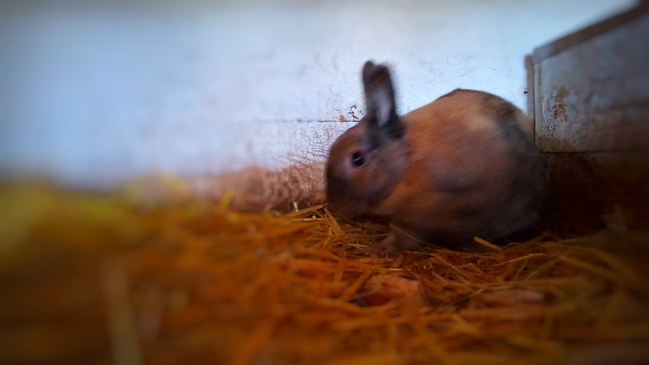 Hasen meme v6 - YouTube