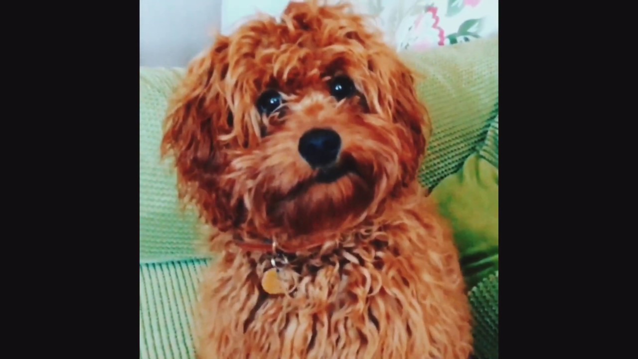 Funny Cavapoo. Cavadoodle. The moment of realisation. - YouTube