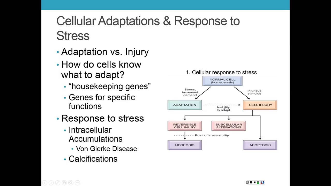 Cellular Adaptations and Injury Part 1 - YouTube