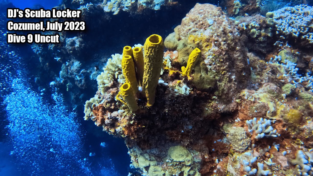 DJ's Scuba Locker Inc. Cozumel July 2023 Dive 9 Uncut - YouTube