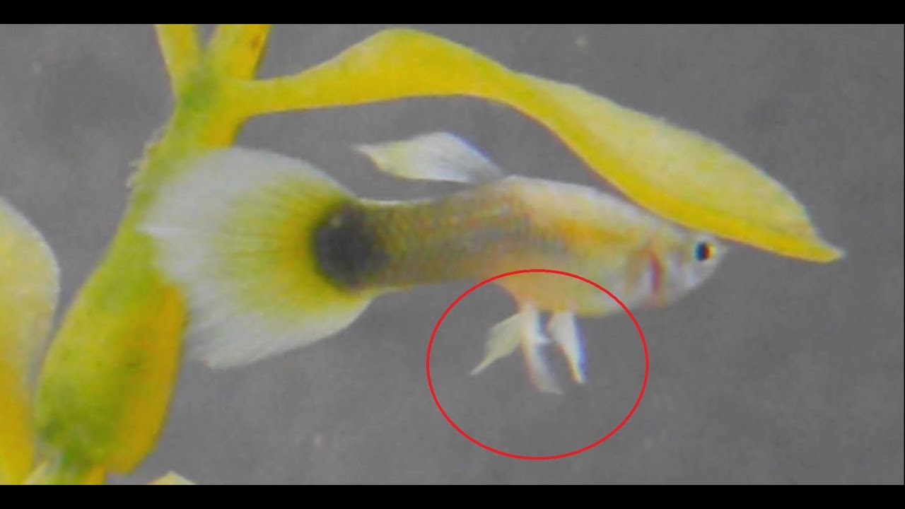 Guppy Gonopodio...Mundo Guppy CR - YouTube