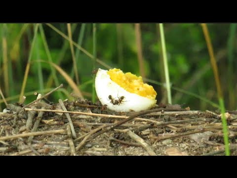 Ants eat egg? Ants vs food, time lapse - YouTube
