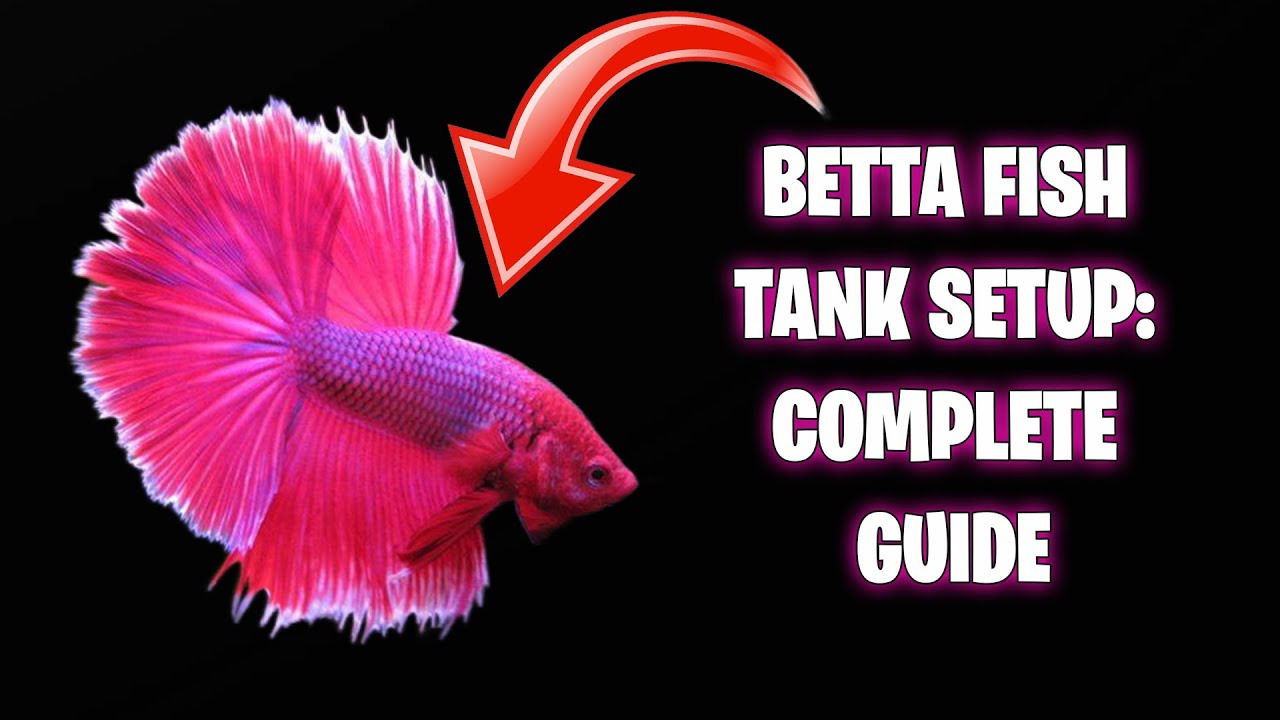 Betta Fish Care: Everything You Need to Know #bettafish - YouTube