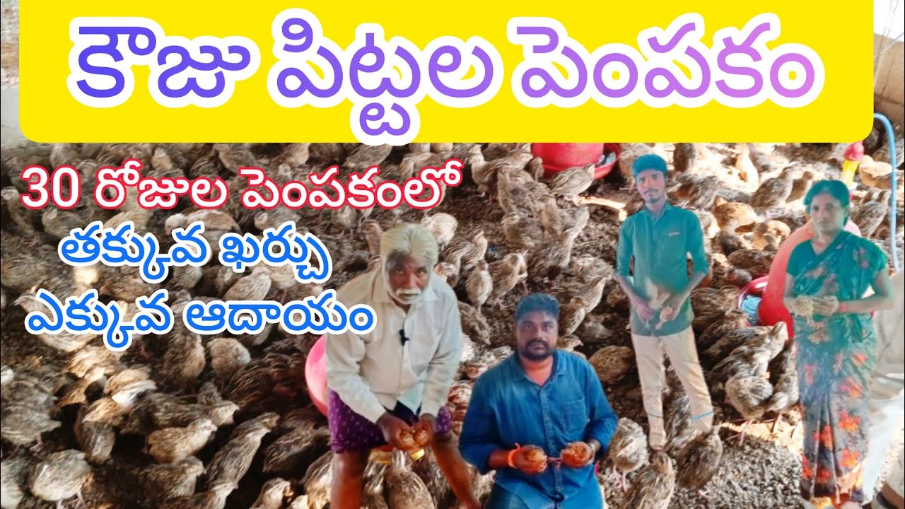 Kouju Pitta Farming | Quail Farming | కౌజు పిట్టల పెంపకం | 30 రోజుల ...