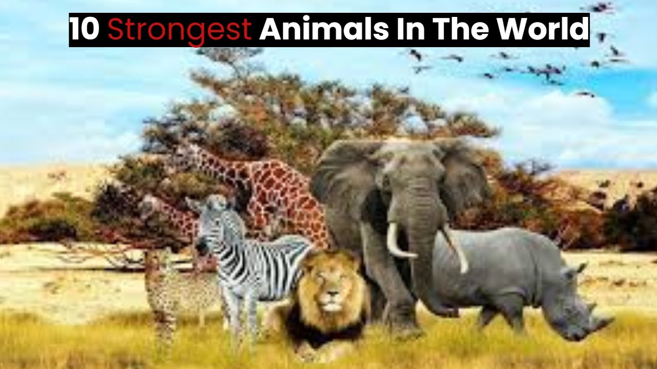 The 10 Strongest Animals in the World! Wait until you see which ones ...