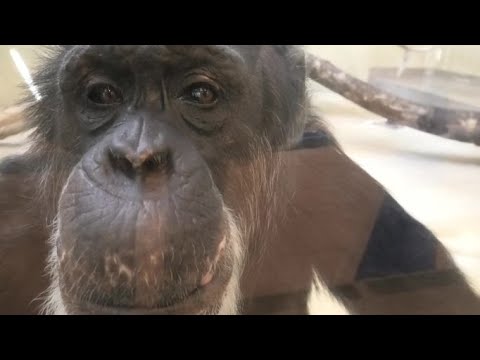 Good morning! by Decky おはよう！デッキー Chimpanzee Tama Zoological Park - YouTube