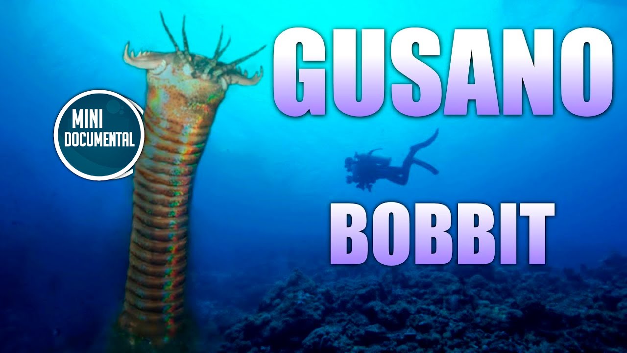 Gusano Gigante De Cerdas De Arrecife