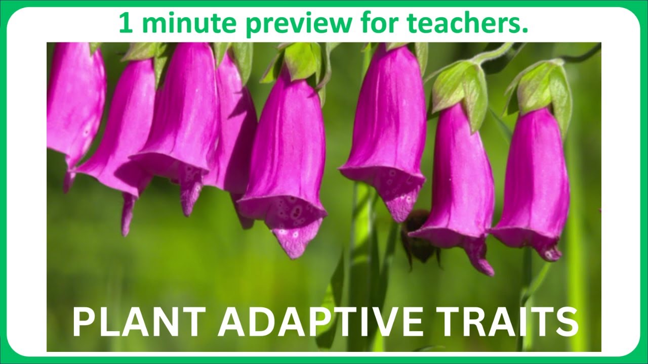 1 minute preview of "Intro to Plant Adaptive Traits" educational ...