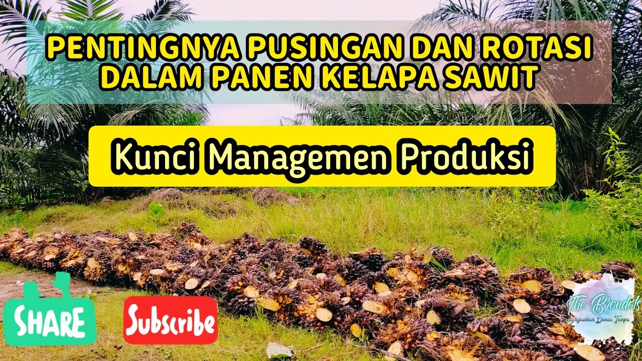 Pentingnya Pusingan dan Rotasi Dalam Panen Kelapa Sawit - YouTube