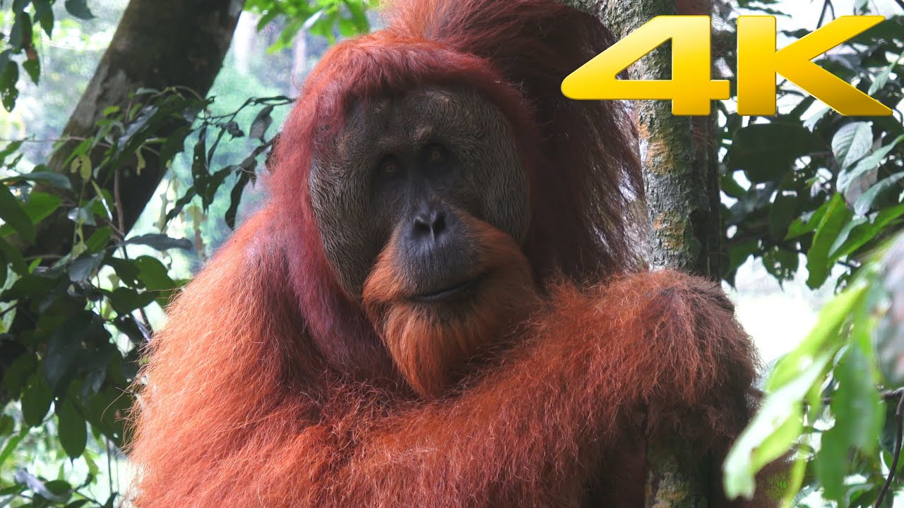 Indonesia Sumatra Rainforest Borneo And Sumatra | WWF | World Wildlife