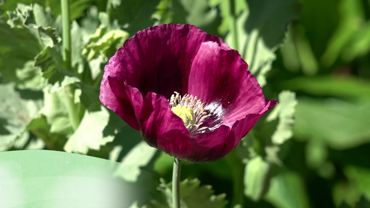 Growing Annual Poppies - YouTube