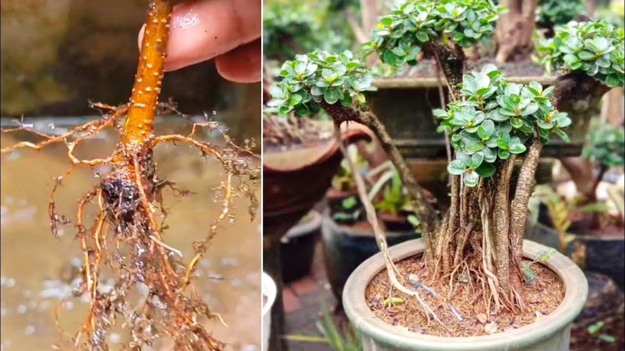 How to winter banyan tree cuttings - YouTube