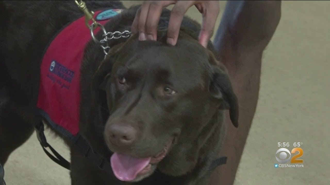 Meet Molly, The Bilingual Therapy Dog - YouTube