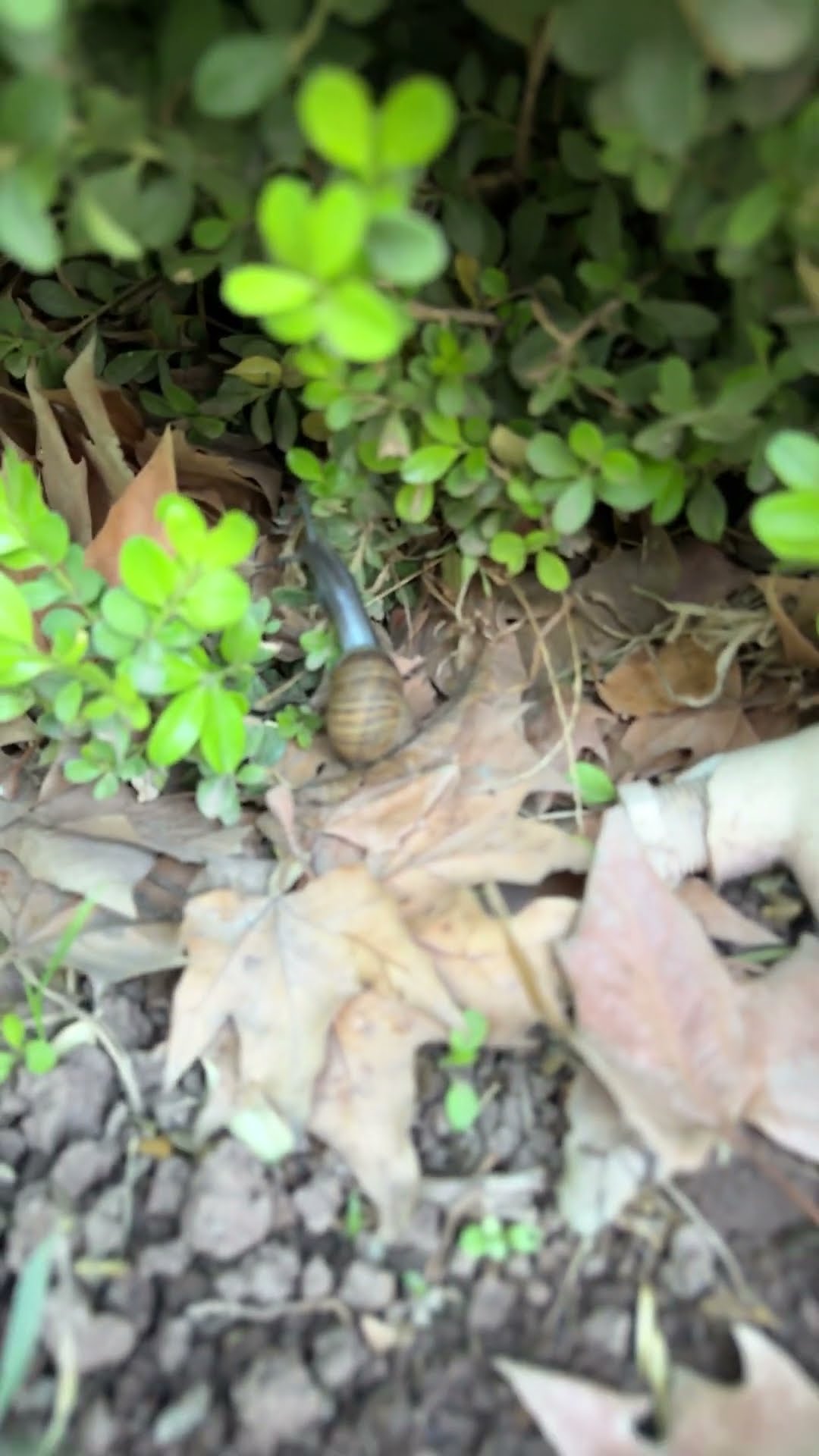 Long necked snail! - YouTube