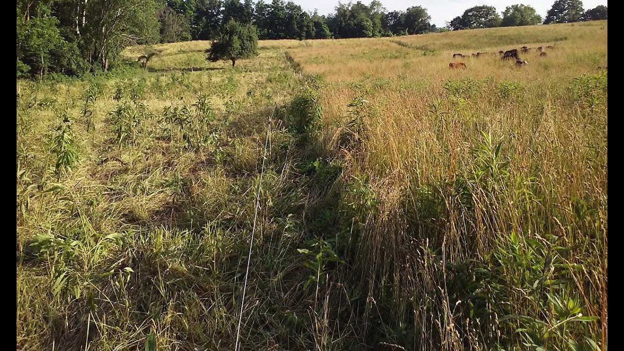 Grass Fed Beef- Intensive Grazing Basics - YouTube