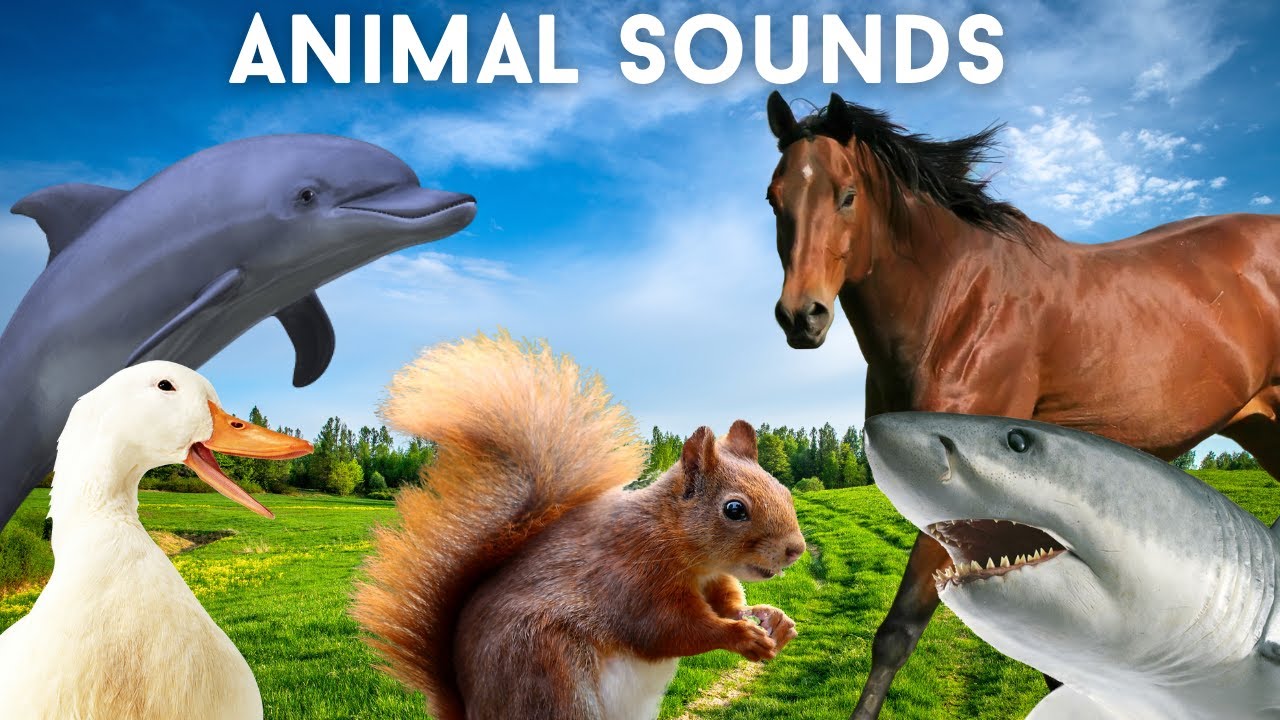 Interesting Animal Sounds Compilation - YouTube