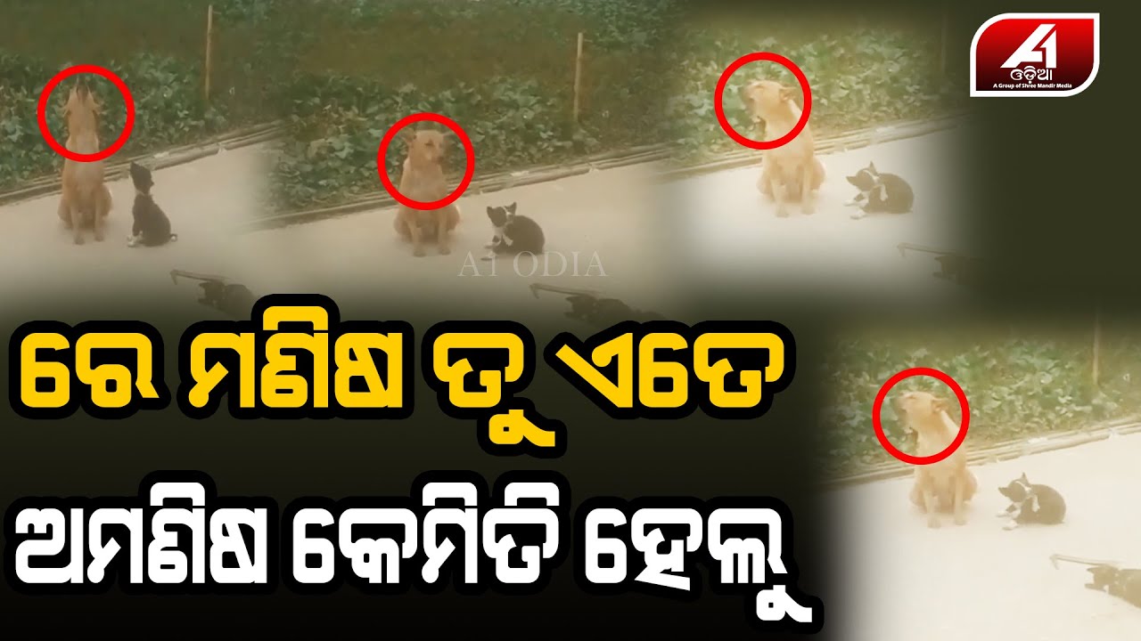 ଆରେ ମଣିଷ ହୋଇ ଏମିତି ପଶୁଙ୍କ ପରି କାମ କେମିତି କରି ପାରୁଛୁ | Maa Story | Viral ...