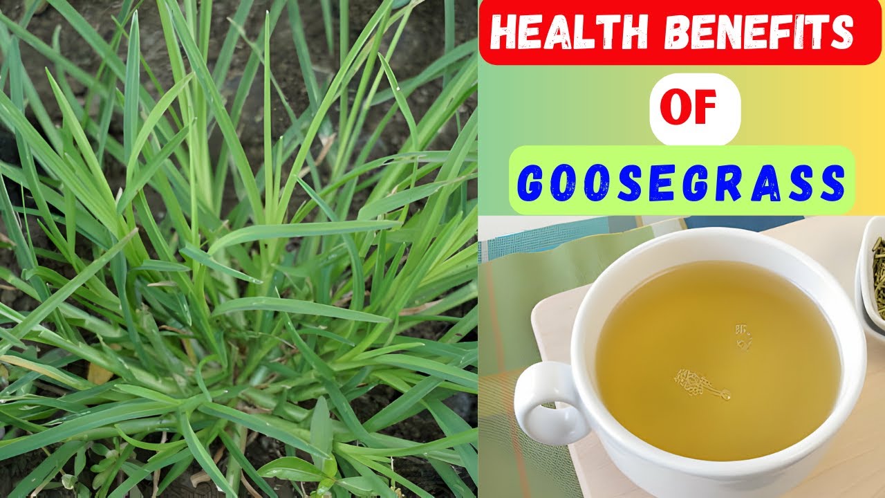 Health Benefits of Paragis Grass - YouTube