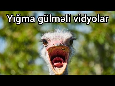 Ən gülməli yığma vidyolar, whatsap statusları vidyoları #mexe