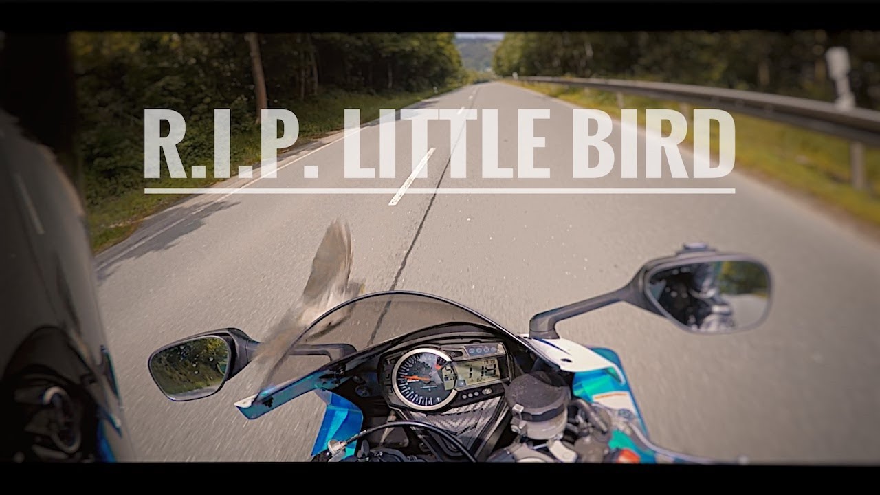 Bird Crash Into Motorcycle / Bird vs. Bike / RIP Little Bird / MotoPhil ...