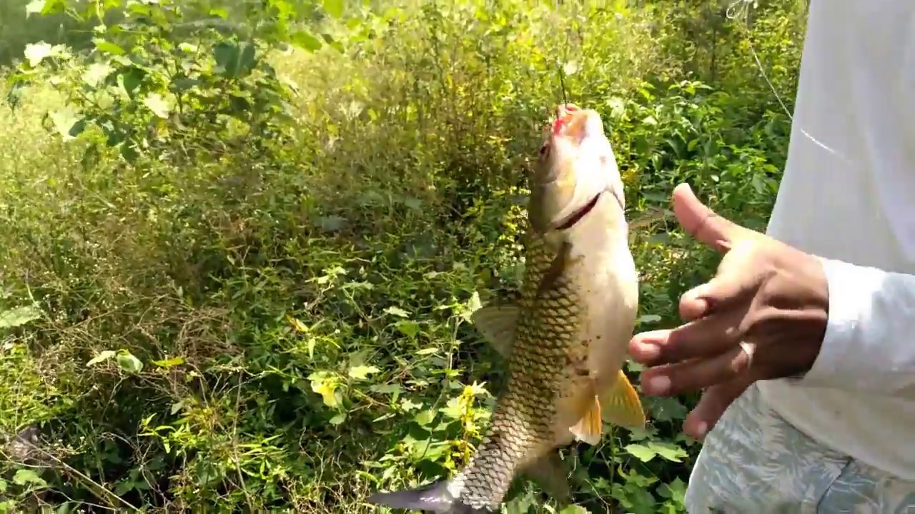 How to Catch Catla Fish using Guava Fruit | Amazing Tricks - YouTube