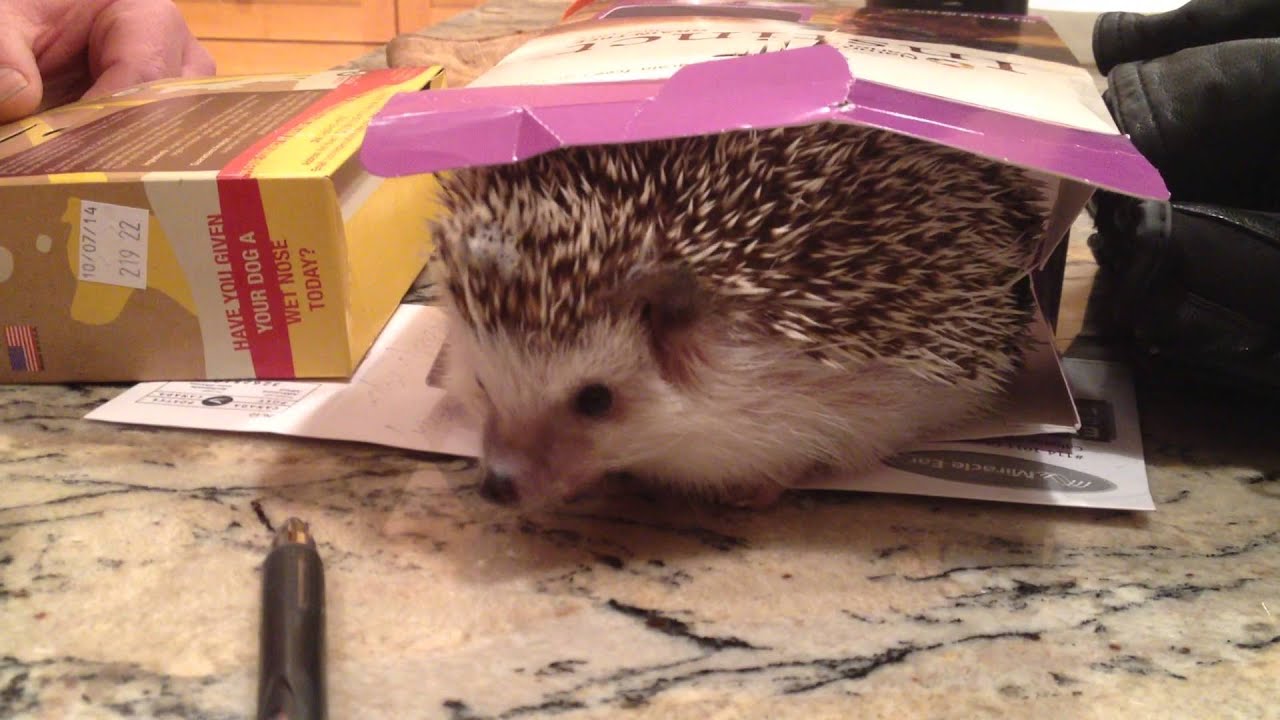 Hedgehog playing - YouTube