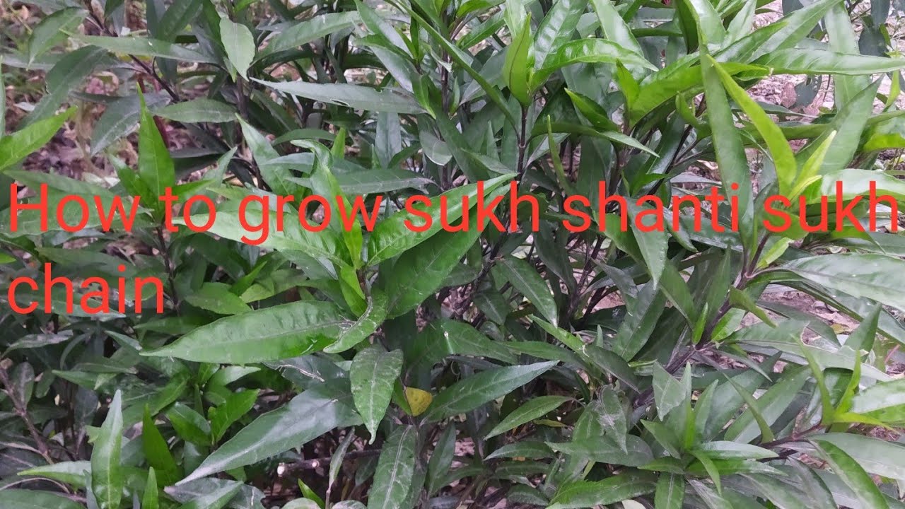 How to grow sukh shanti sukh chain at home? - YouTube