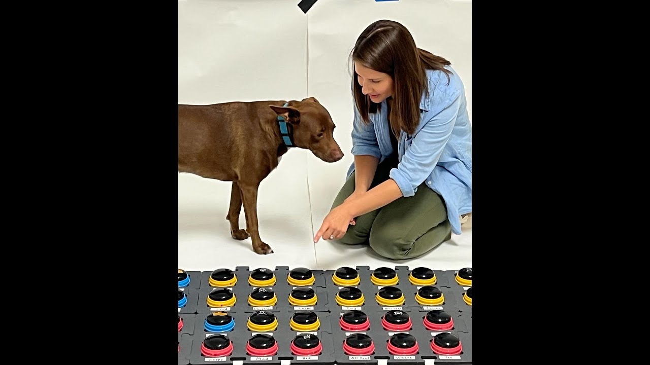 Talking dog button: Stella - YouTube