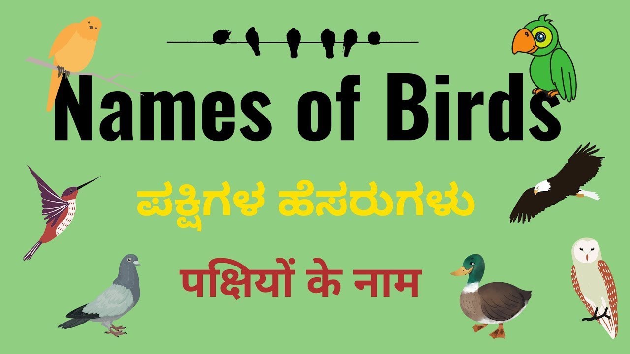 Learn birds vocabulary for toddler with spellings and picture ...