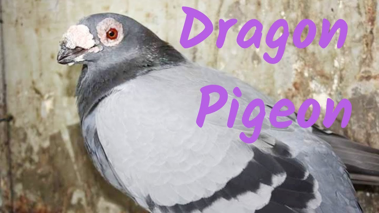 Dragon Pigeon//Pigeon variety and information//Pigeon loft - YouTube