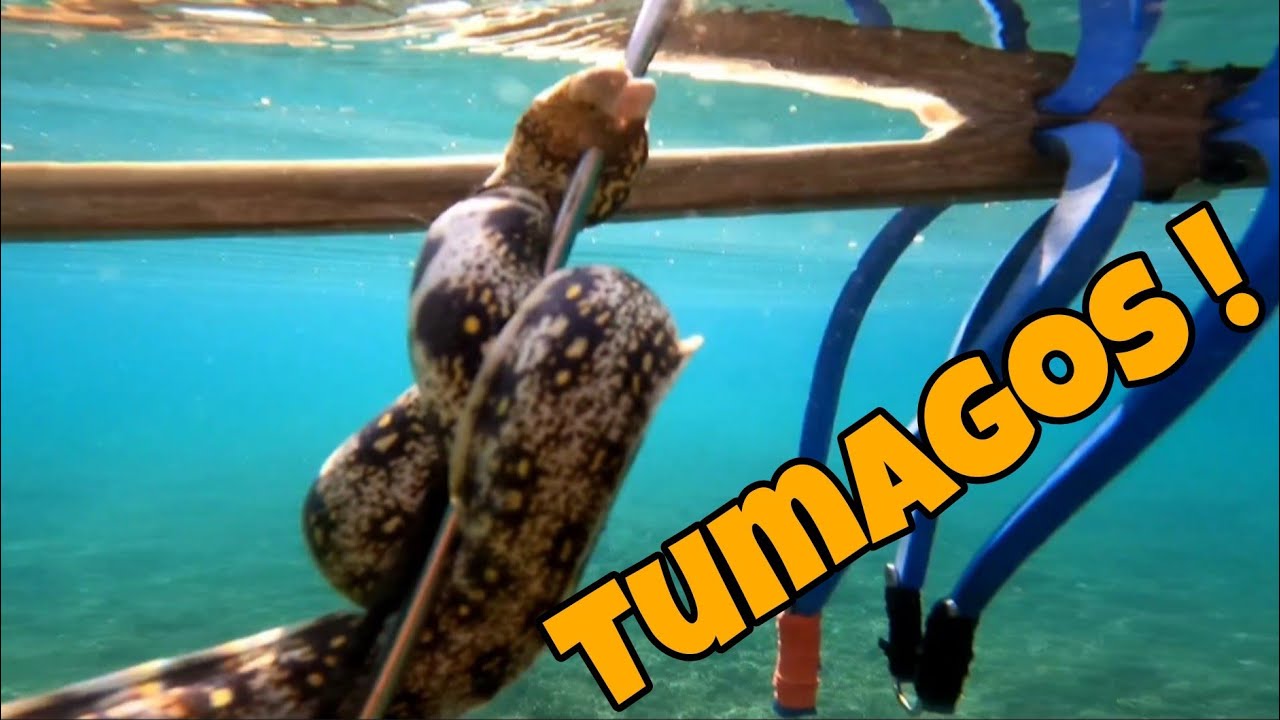 Hahabulin ka nito pag hindi mo napuruhan/Spearfishing Deadliest Eel# ...