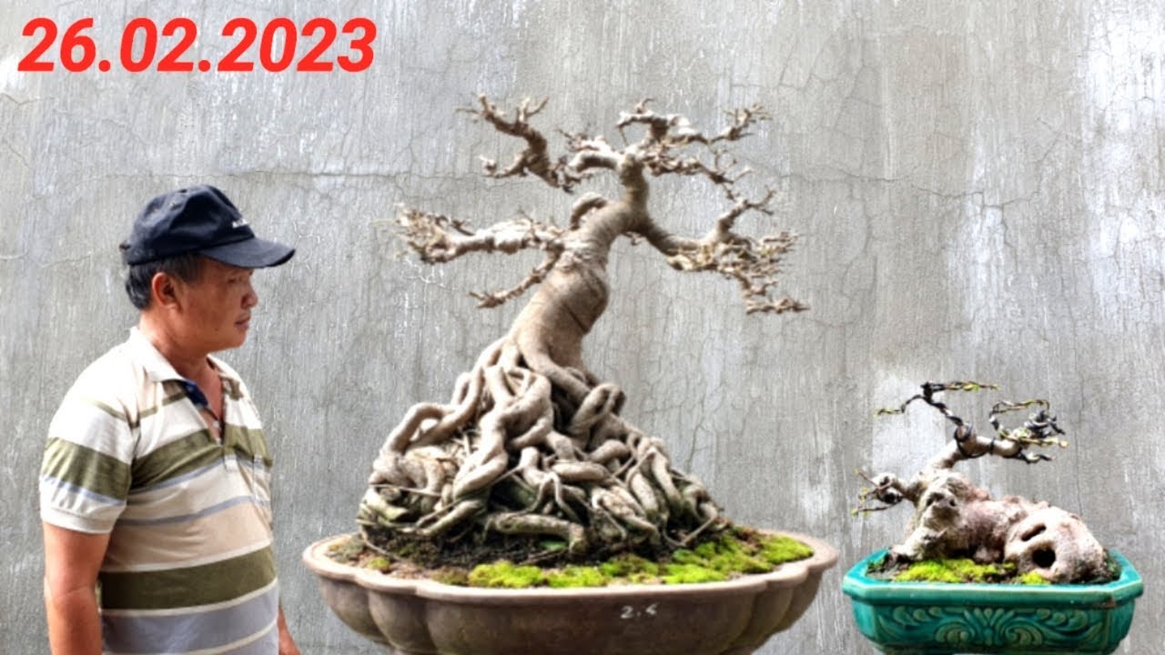 Sanh Si Đề Châu Sam Giấy Lộc Linh Duối Cần Thăng.Vườn BonSai Nhân.An ...