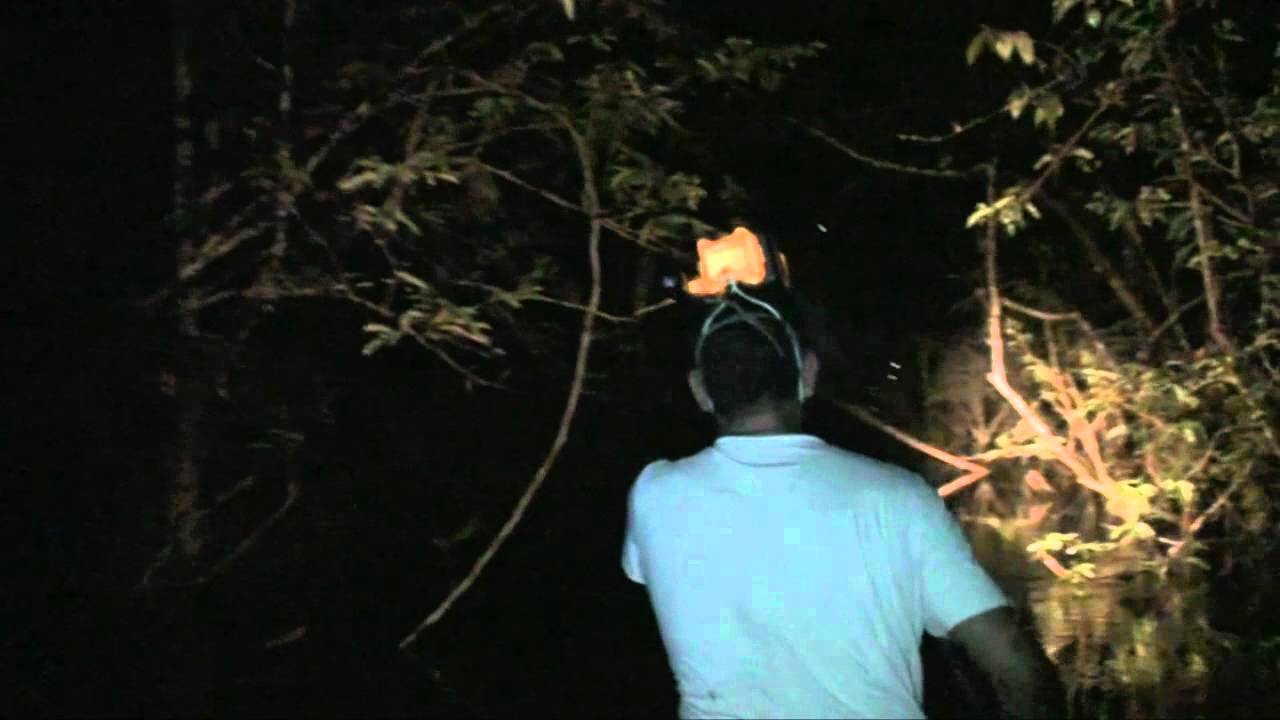 Amazônia Noturna - The Amazon by Night - YouTube