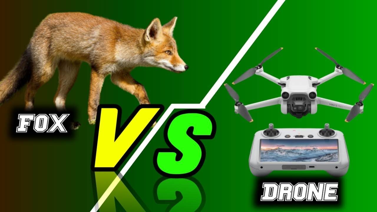 Fox V/s Drone - YouTube
