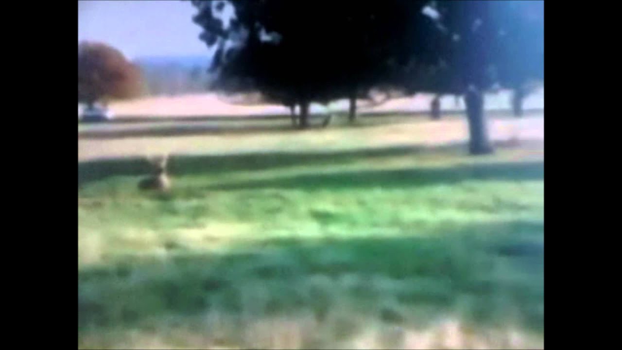 Fenton the dog, chasing deers in Richmond Park - YouTube