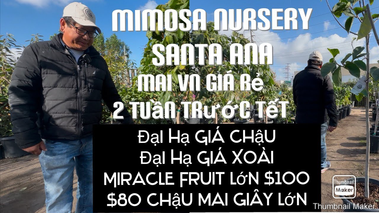 Mimosa Nursery Santa Ana Đại Hạ Giá Chậu Và Nhiều Cây Ăn Trái tt842 ...