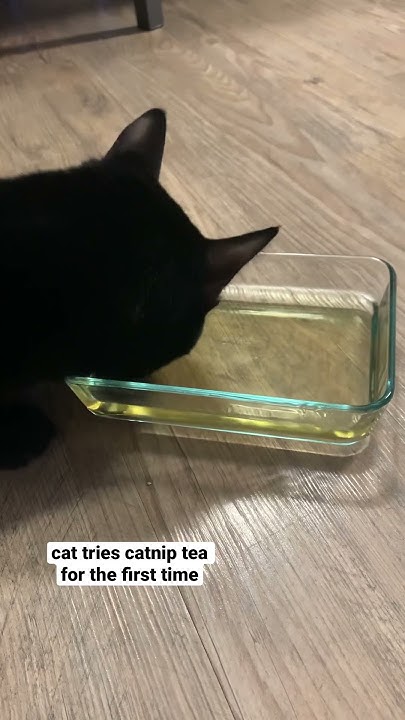 Cat’s first time trying catnip tea #cat #catnip #funny #animal - YouTube