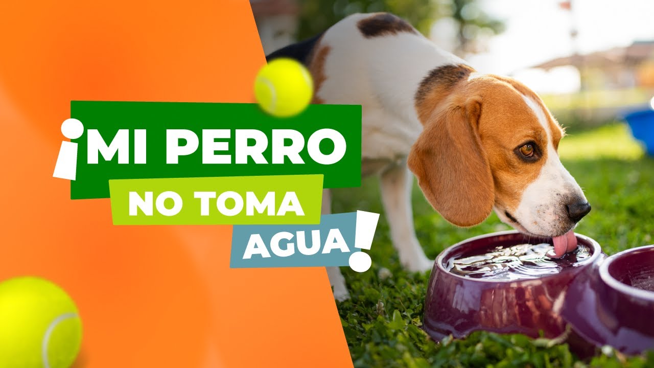 5 tips para hacer que un perro tome agua 🐶💧 - YouTube