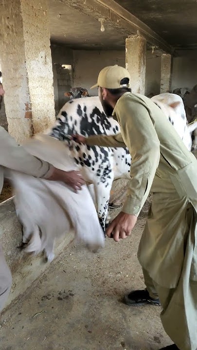 aggressive cow - YouTube