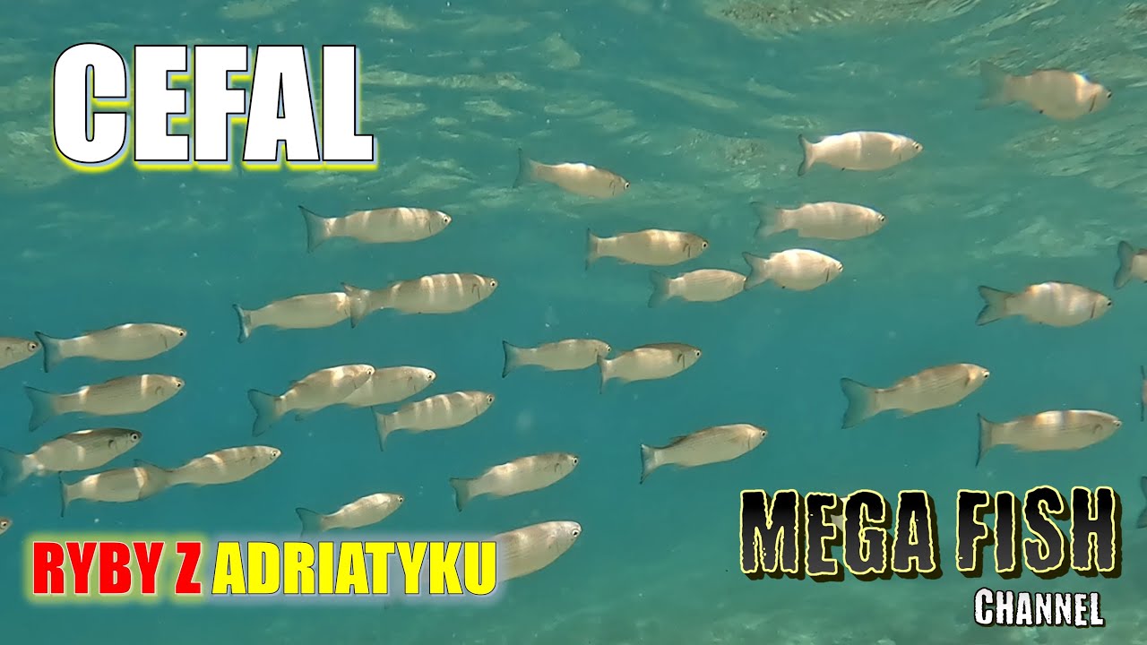 CEFAL (łac. Mugil cephalus) - YouTube