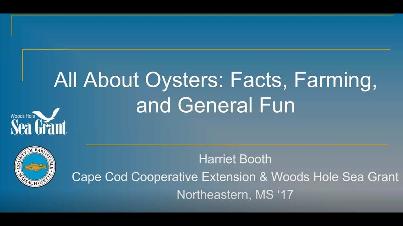 All About Oysters: Facts, Farming, and General Fun - YouTube