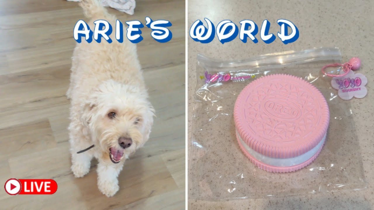 Arie's World is live! Happy Sunday Funday Giant Squishy Oreo! Come hang out with Arie Bear and ...