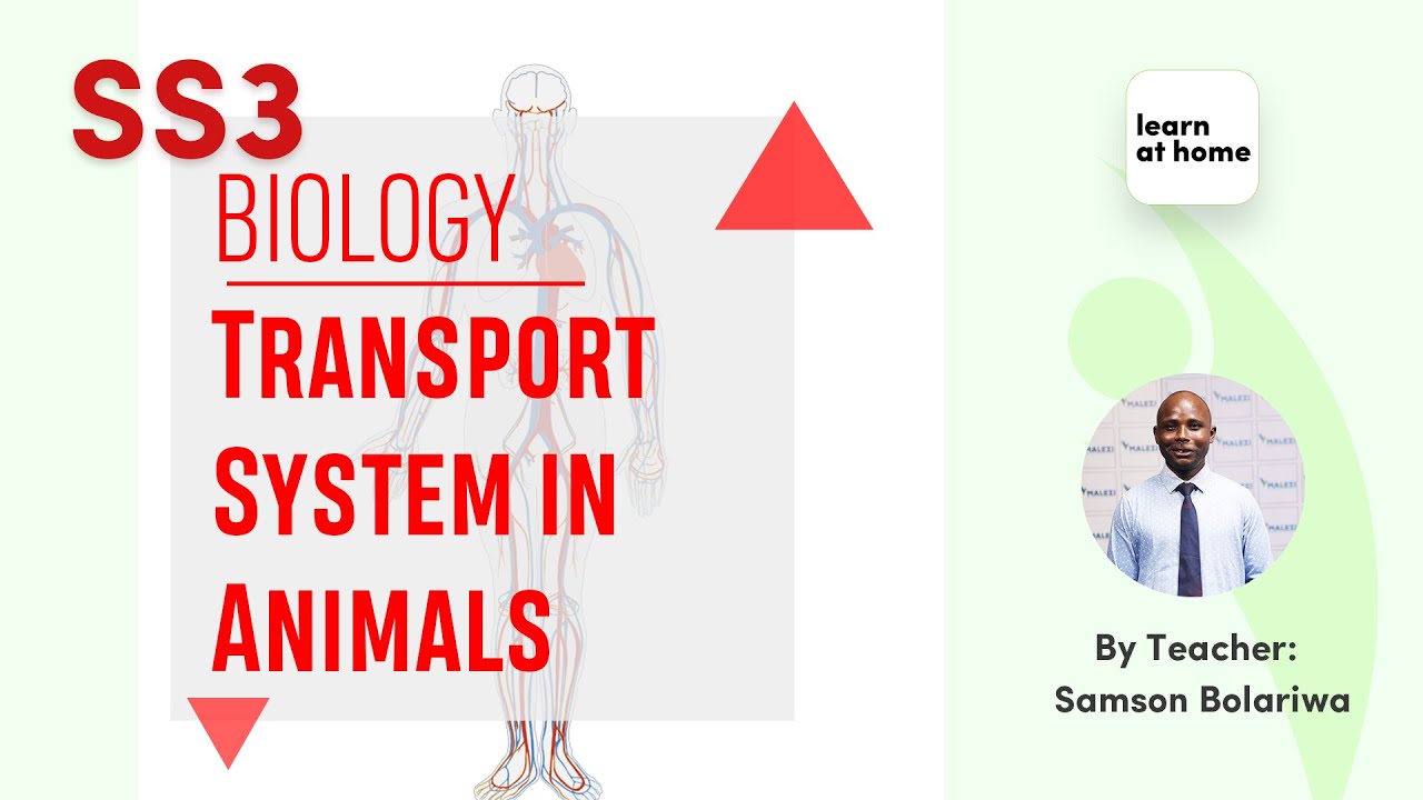 SSS3 Biology: Transport System in Animals - YouTube