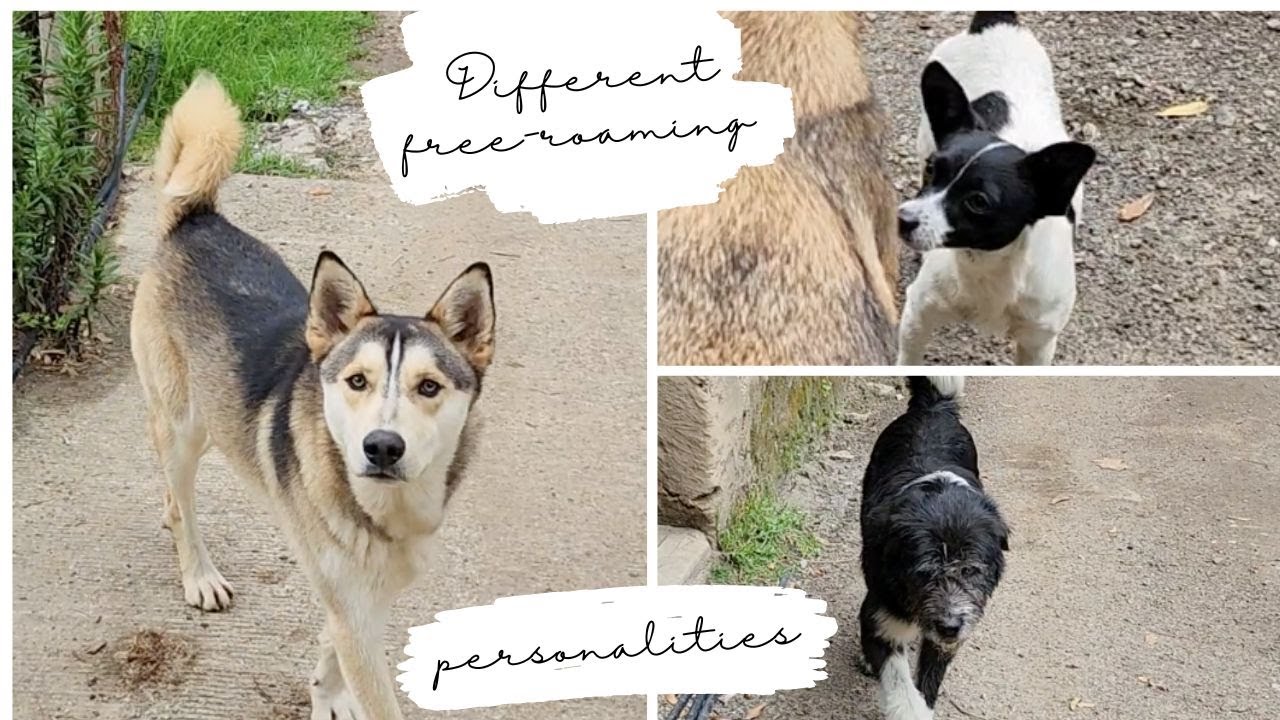 Body language in free-roaming dogs, or: meet the dog in front of you ...