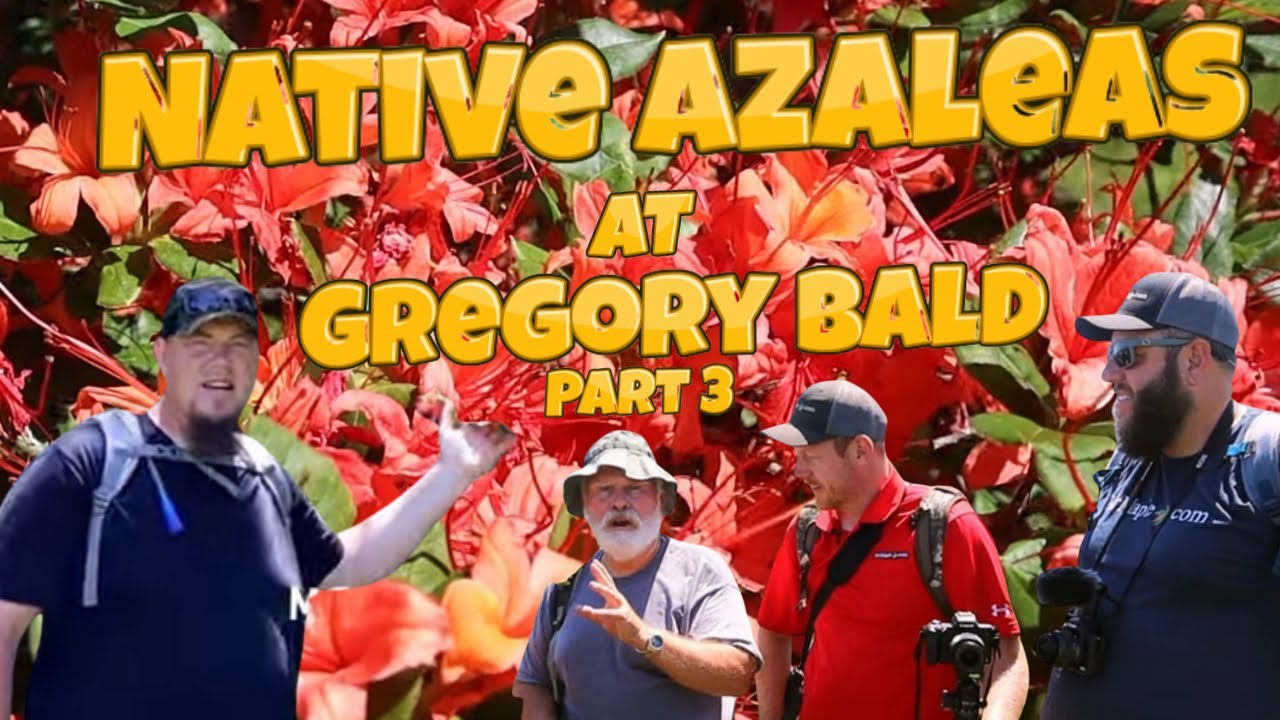 The Native Azalea Hybrid Swarm on Gregory Bald ~ Part 3 Native Plant ...