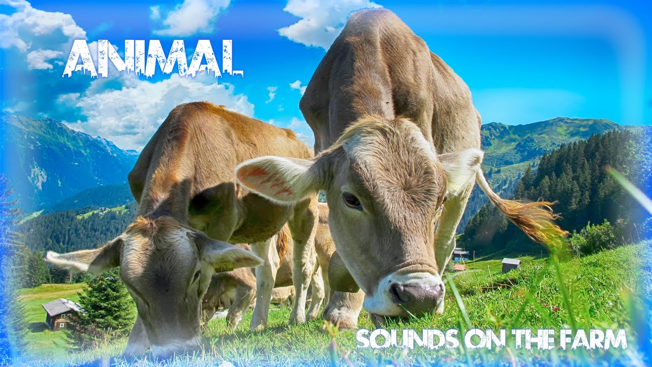Animal Sounds on the Farm • Piglet, Rabbit, Goose, Duck, Chicken ...